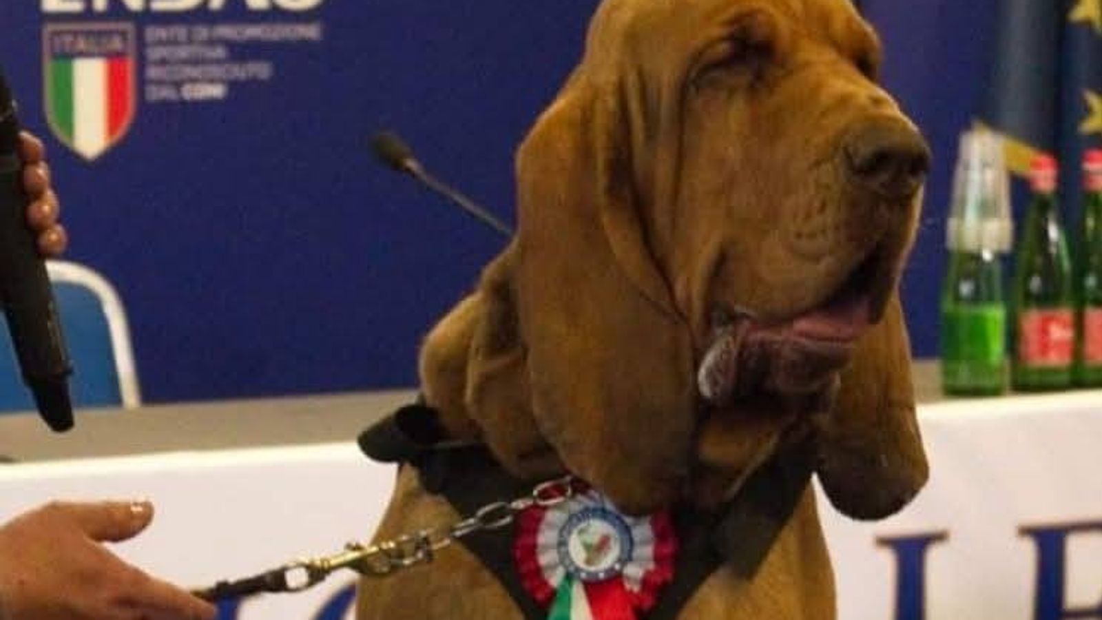 'Hero' sniffer dog killed by sausages stuffed with nails - Lord's Press