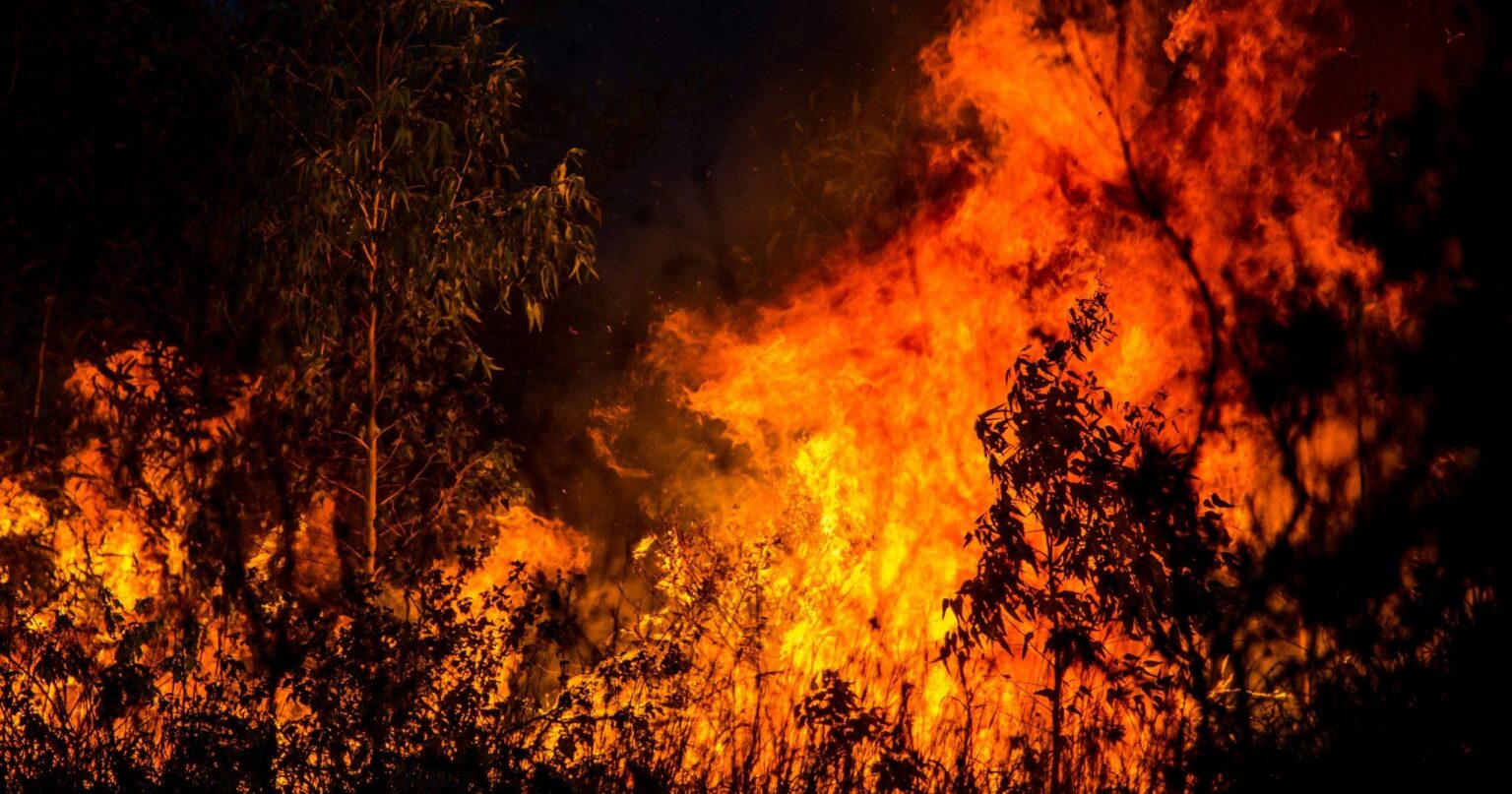 Press release: European Parliament votes: a burger can’t be a burger ...